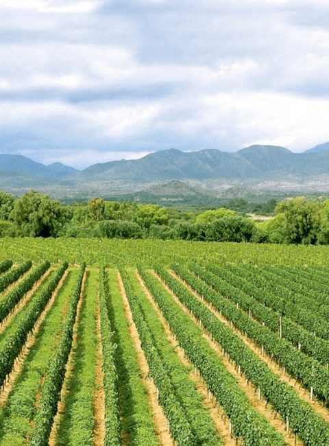 The ultimate Bolivia wine guide to Bolivia's wine regions, travel & food