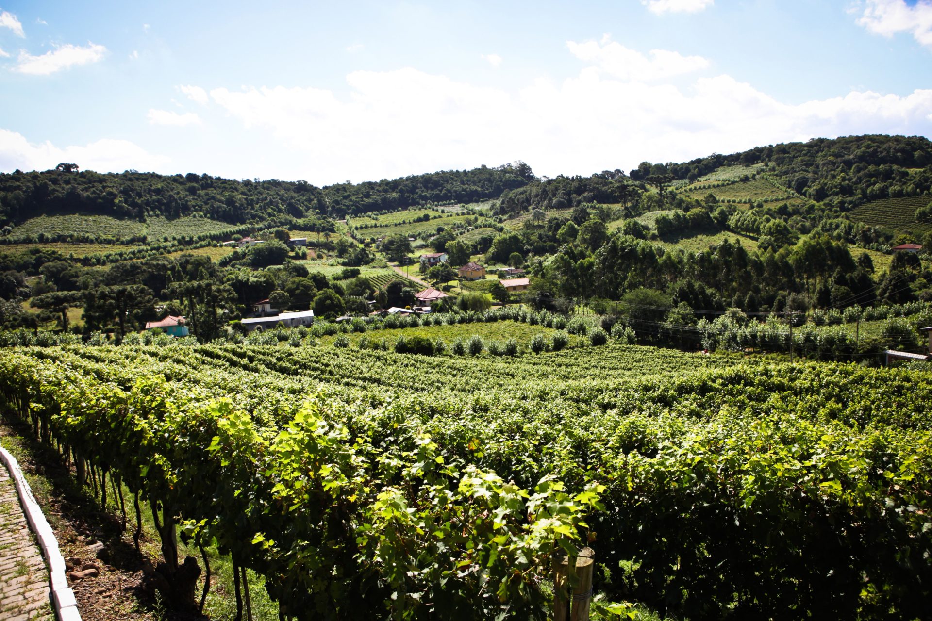 Guide to Serra Gaúcha wine region in Brazil - The Brazil Wine Guide