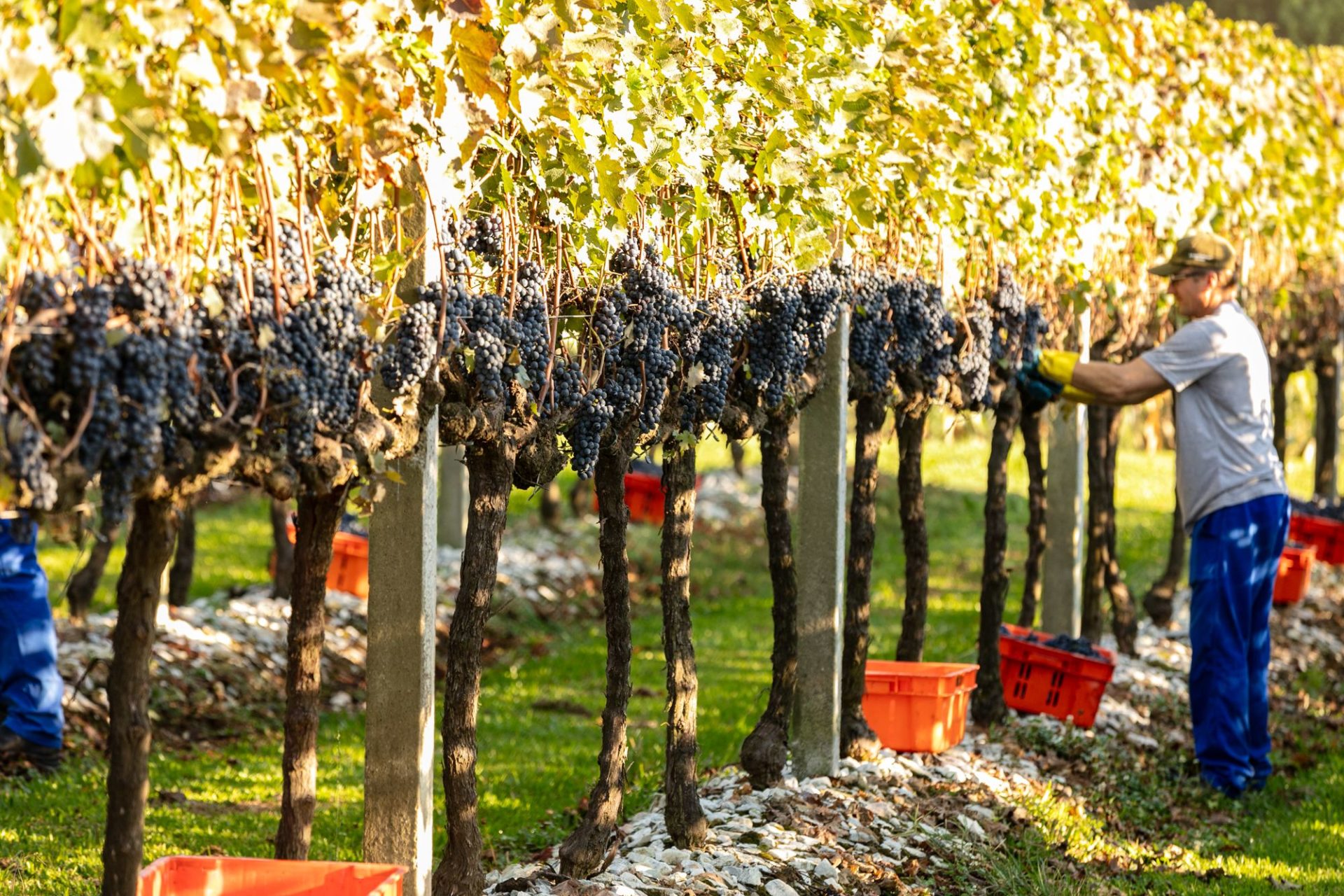 Guide to Serra Gaúcha wine region in Brazil - The Brazil Wine Guide